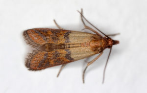 Arna índia de la farina – Cèntric Plagues,