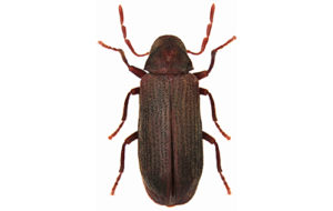 Carcoma de la madera – Cèntric Plagues,