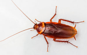 Cucaracha Americana o roja – Cèntric Plagues,