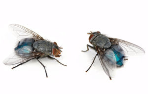 Mosca azul – Cèntric Plagues,