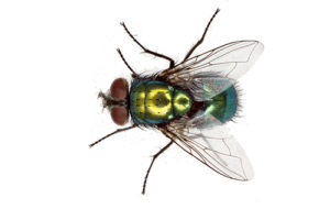 Mosca Verde – Cèntric Plagues,