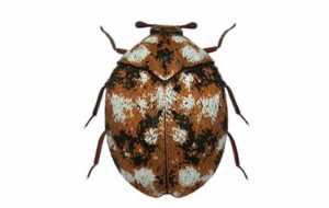 Escarabajo de las alfombras – Cèntric Plagues,